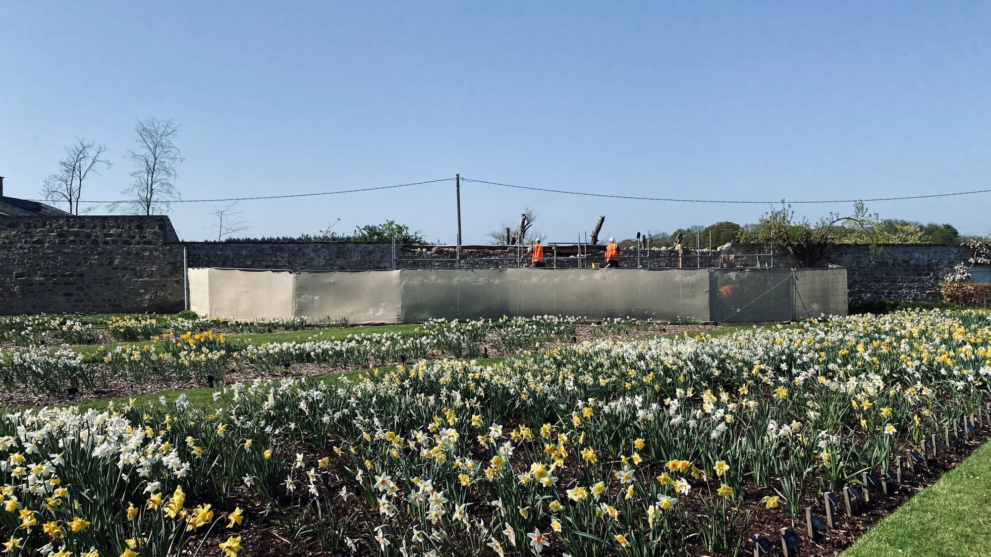 Caring for Scotland’s daffodil heritage… | National Trust for Scotland