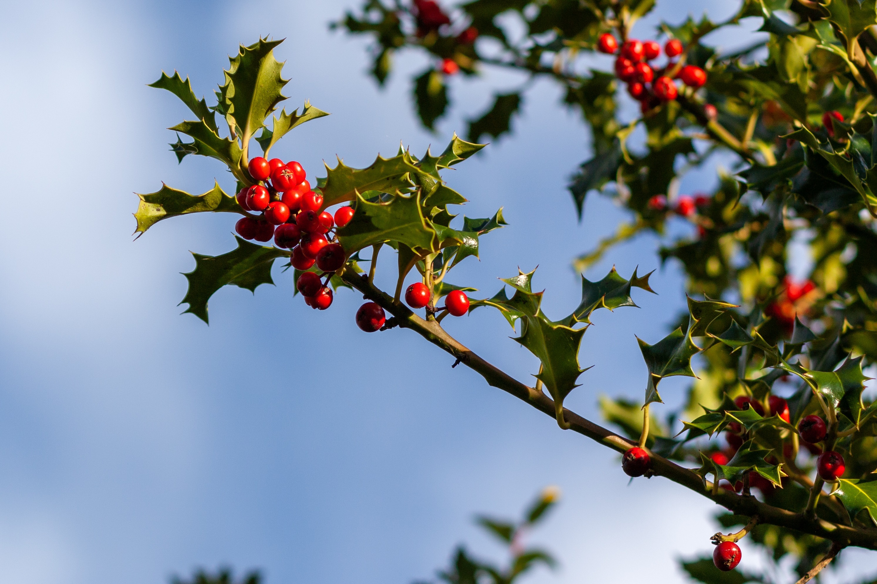 Festive flora | National Trust for Scotland
