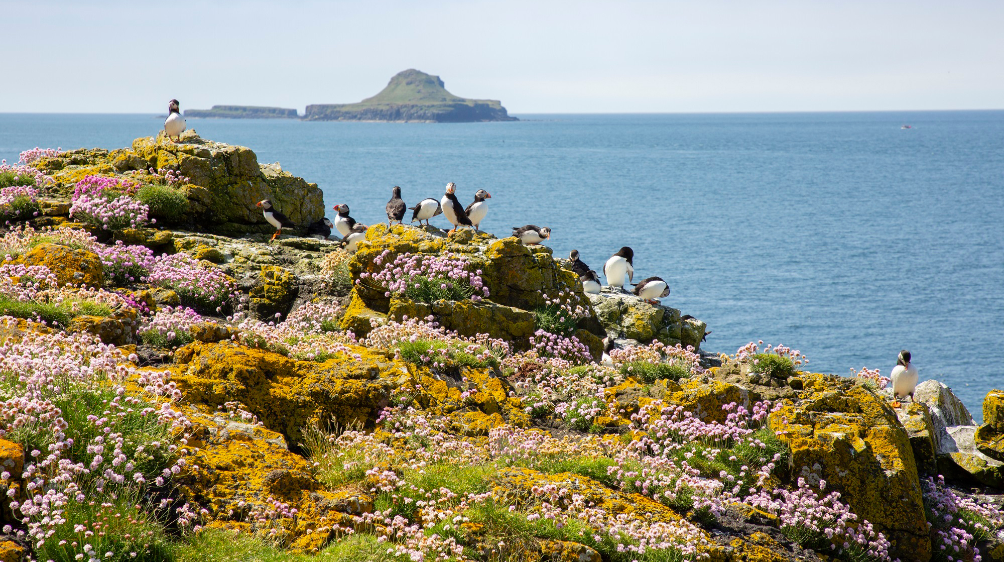 Treshnish Isles | National Trust for Scotland