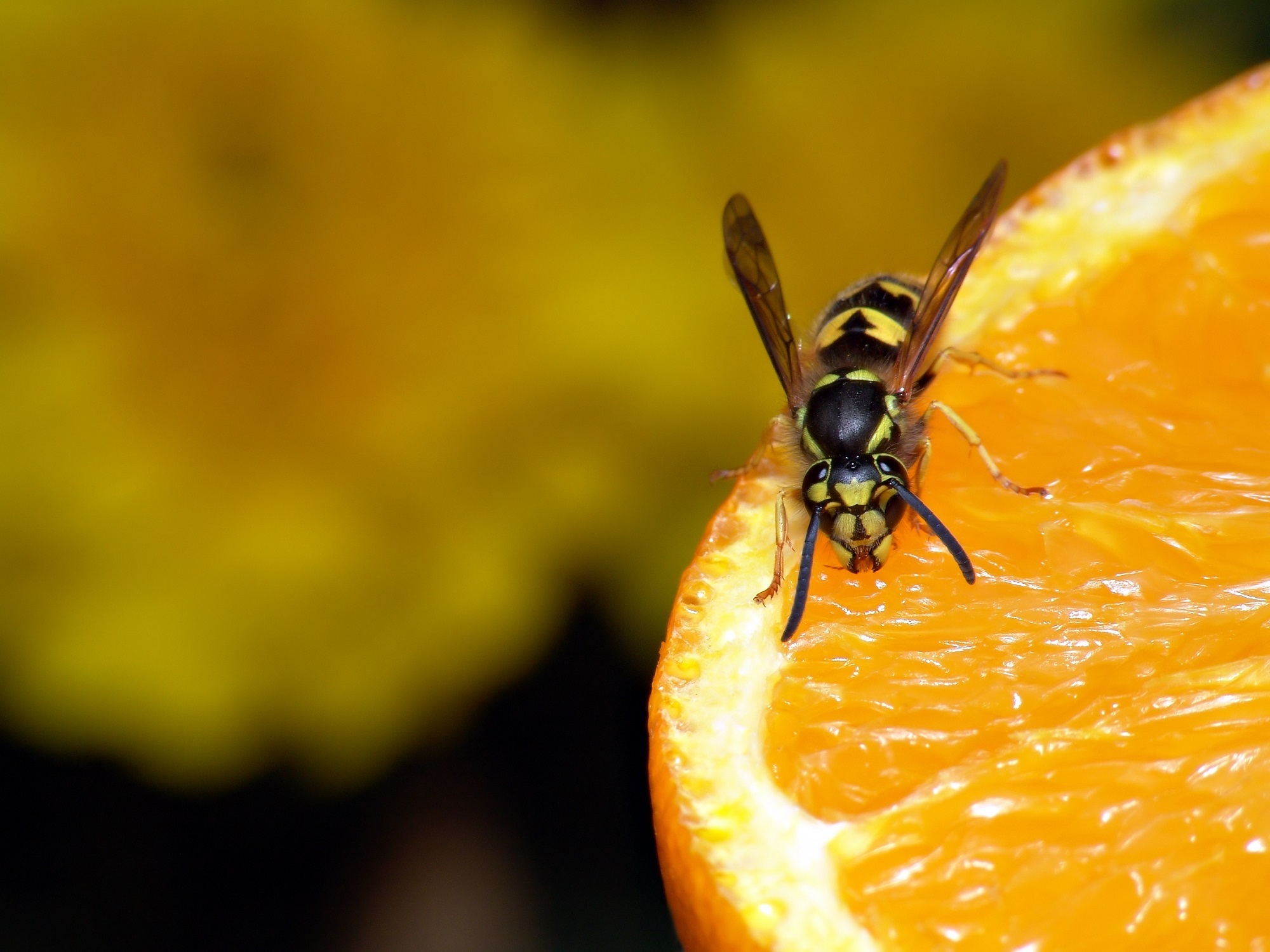 Wasps – a picnic ruined | National Trust for Scotland