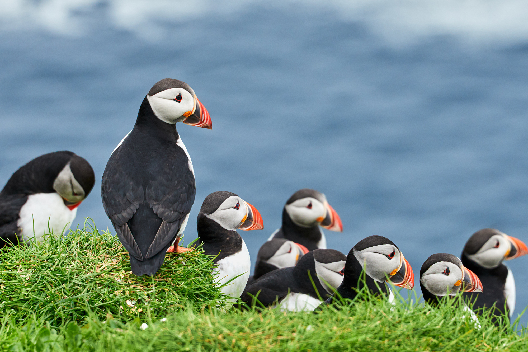 Seabirds | National Trust for Scotland