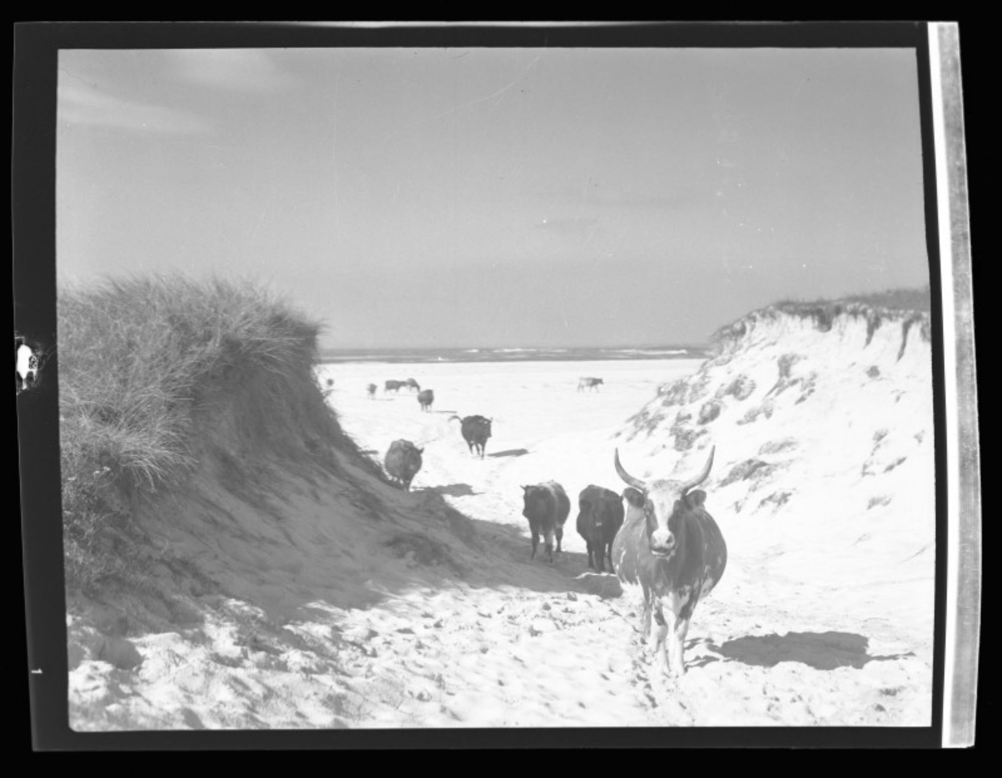 The secret life of cows | National Trust for Scotland