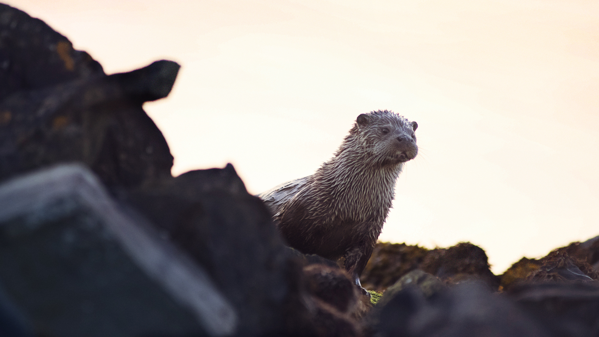 Unst & Yell | National Trust for Scotland