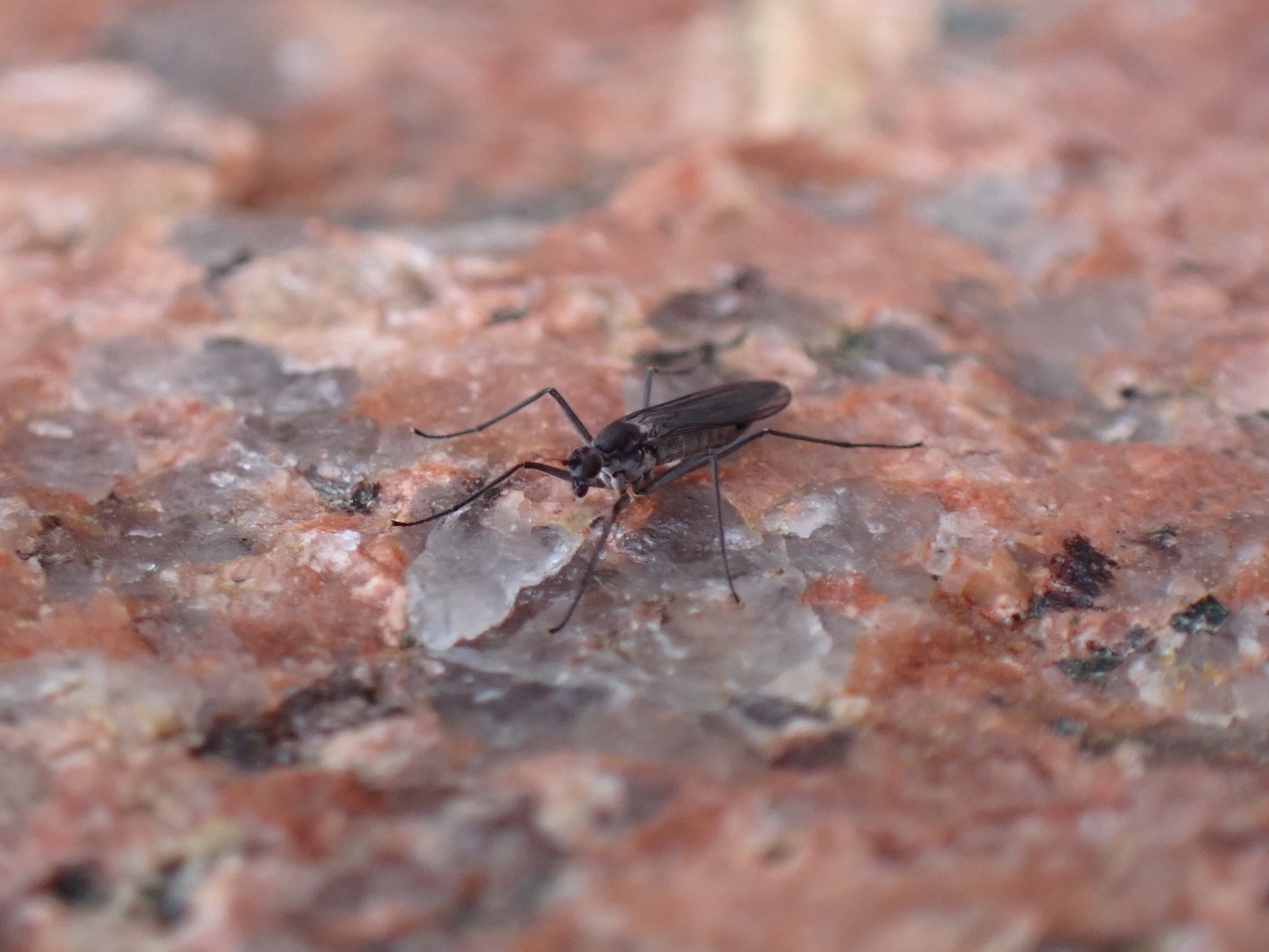 Rare fly discovered at Mar Lodge Estate | National Trust for Scotland