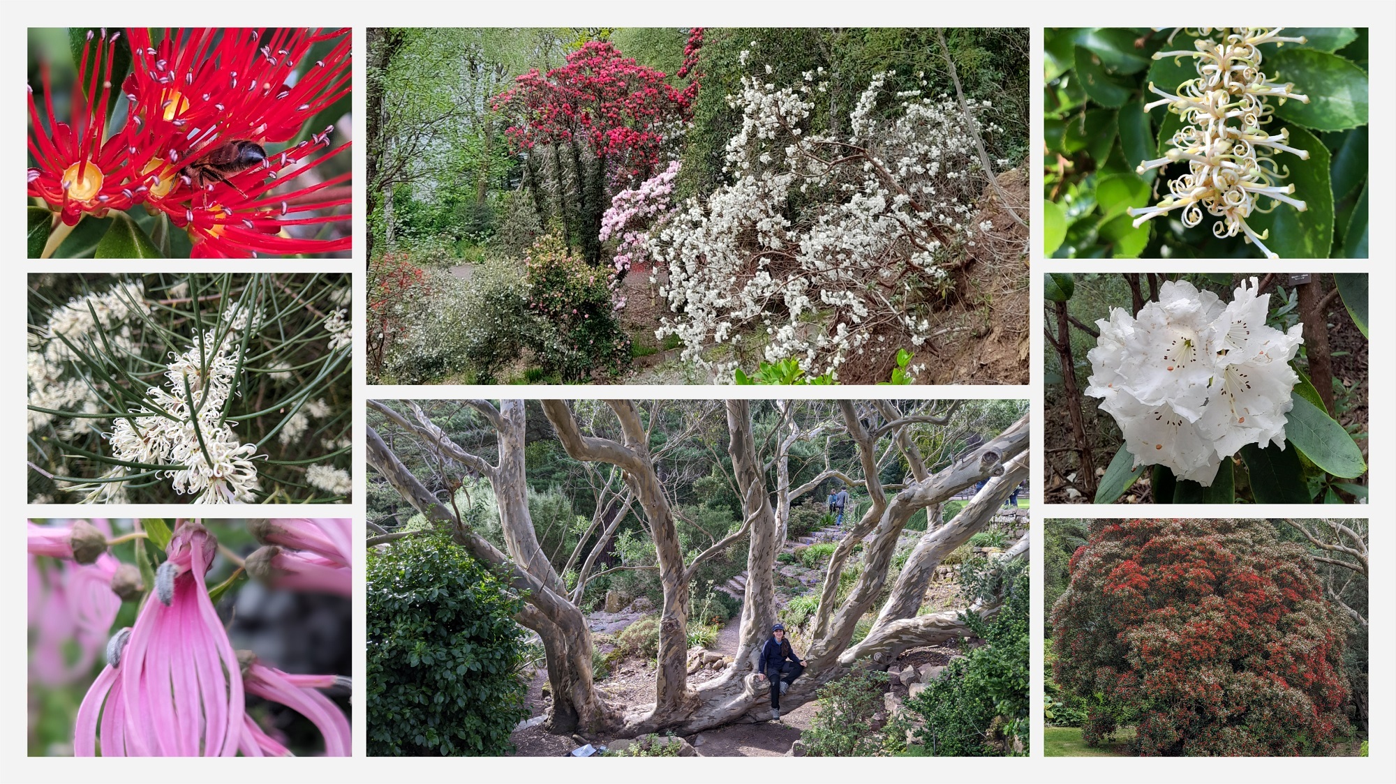 The PLANTS project: 8 Inverewe plant… | National Trust for Scotland