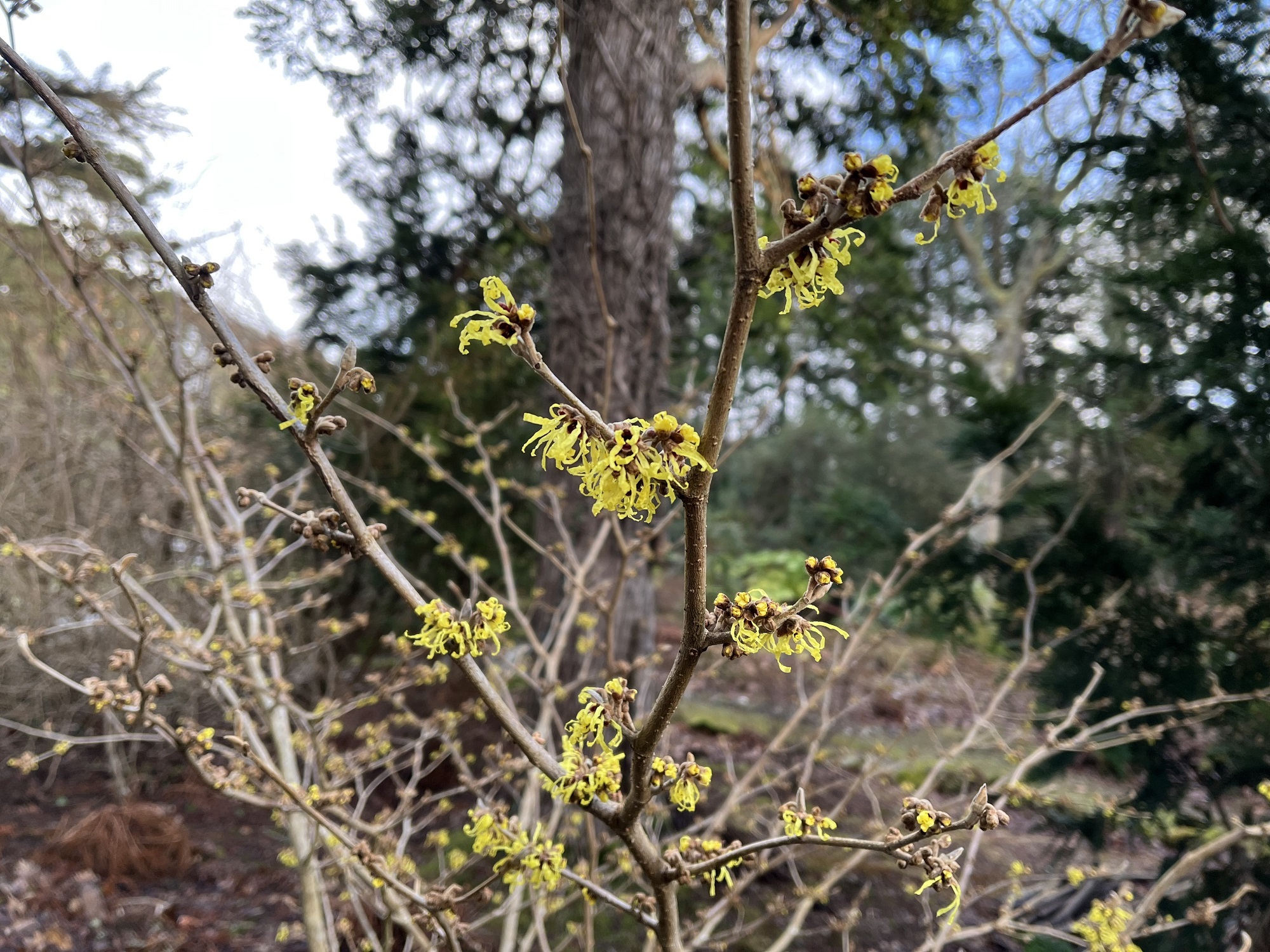 Plant of the month: Hamamelis | National Trust for Scotland