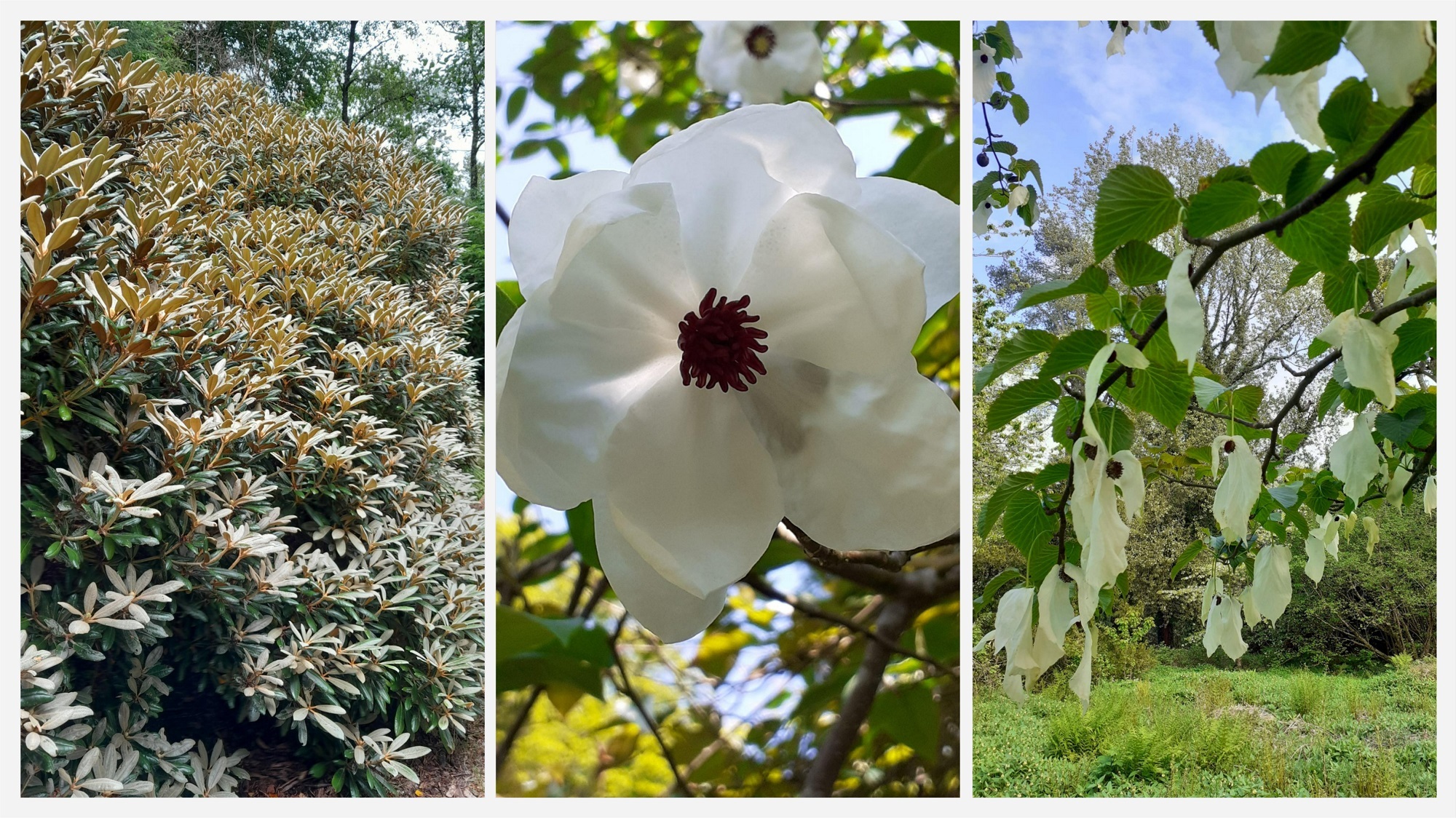 The PLANTS project: why do plant names… | National Trust for Scotland